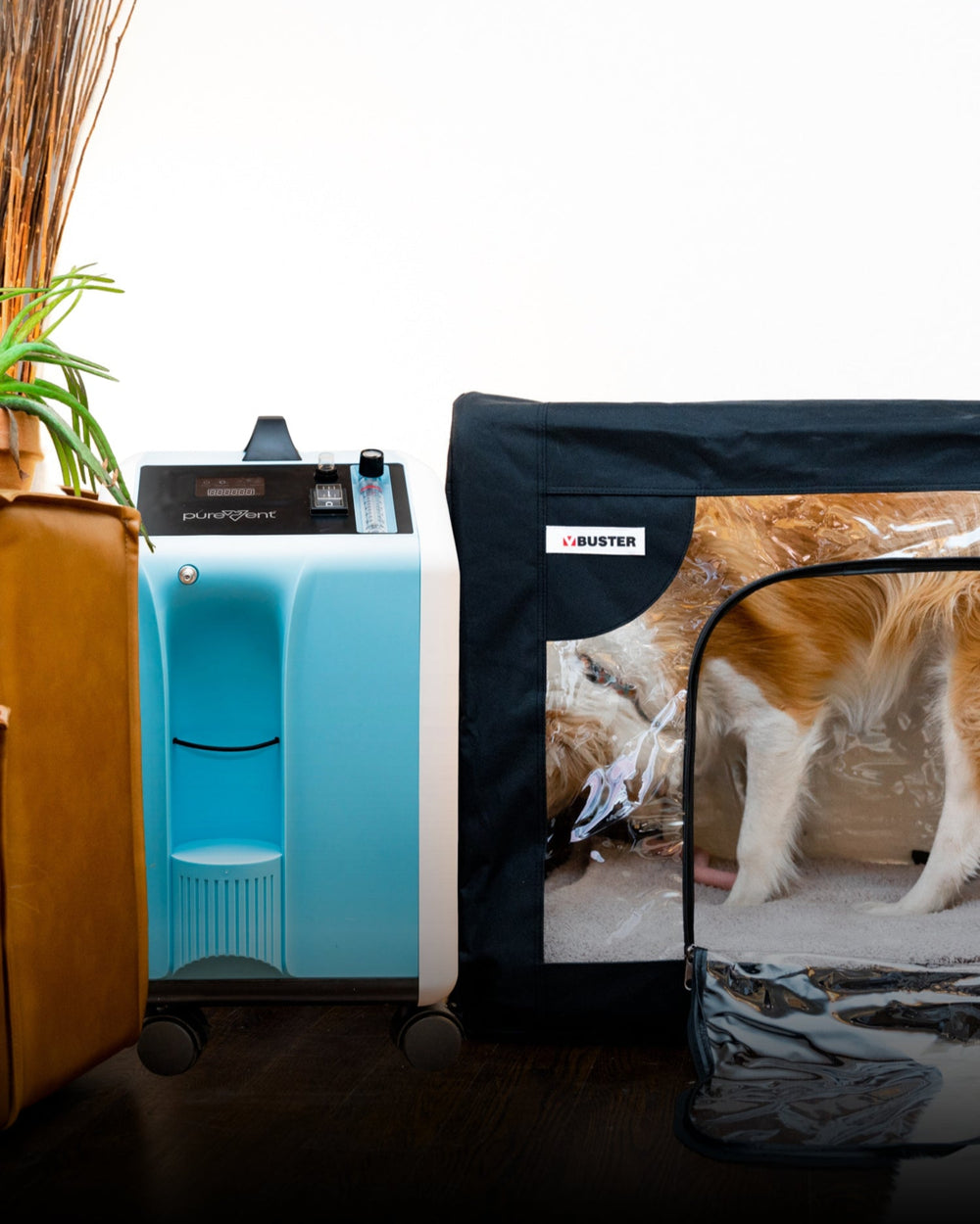 Oxygen For Dogs & Cats – Life Saving Pet Oxygen | Pawprint Oxygen